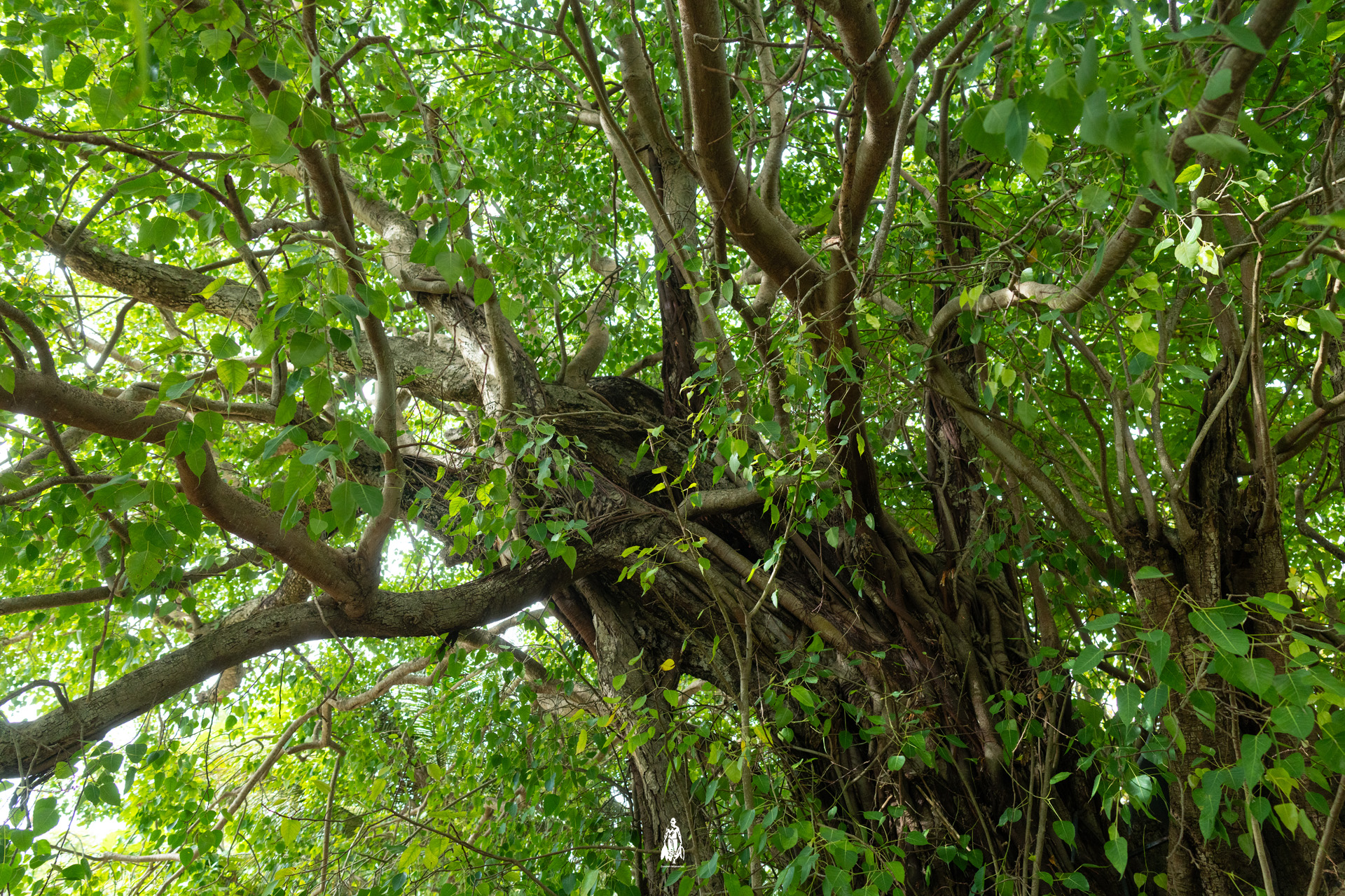 HDh. Vaikaradhoo Image Gallery | Zuvaan Masveriya